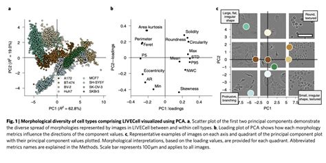 Sartorius Open Source Livecell A Deep Learning Dataset For Label