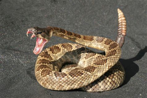 Rattlesnake Fangs 🔥 Close Up Of The Fangs Of A Rattlesnake Left