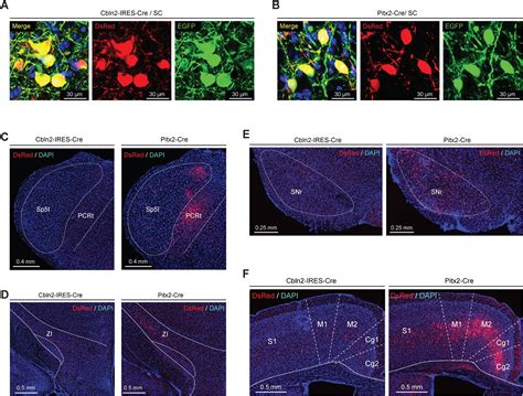 Figures And Data In Transcriptomic Encoding Of Sensorimotor Transformation In The Midbrain Elife