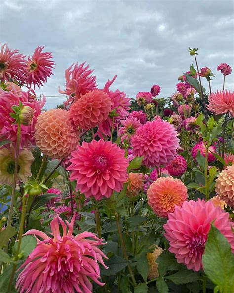 Too Many To Choose Favorites Its Soaring Heart Dahlias