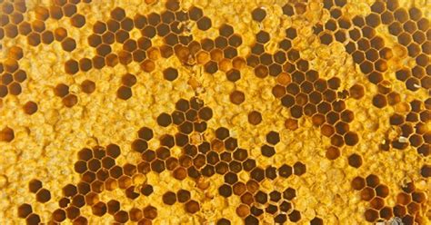 프로폴리스 영양제 잘 고르는 법 그린 표시 확인하세요