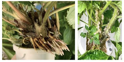 Identifying And Understanding Adventitious Roots