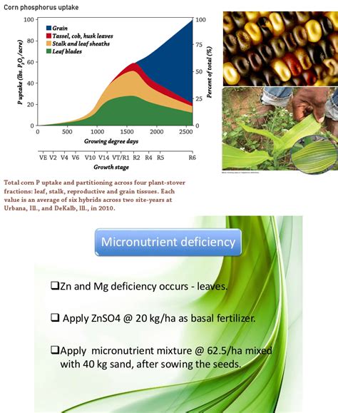 Is Pzn Interaction Different In Both Straw And Seed Of Maize Researchgate