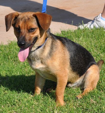 German Shepherd Mixed With A Wiener Dog Pupherd