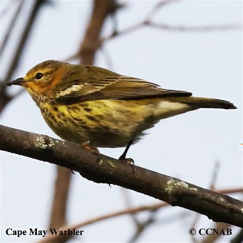 Cape May Warbler Setophaga Tigrina North American Warblers Birds