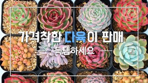 별난다육 택배가능한 다육식물 구경하세요다육식물 다육이 다육 다육화분 다육이화분 Youtube