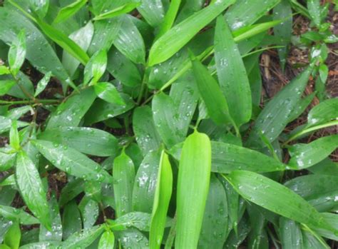 山竹草山竹草图片第2页大山谷图库