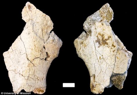 Fossils From Primates That Lived 119 Million Years Ago Suggest What We