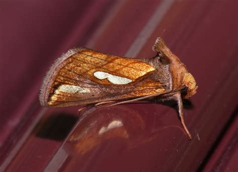 Plusia Plusia Picture Insect