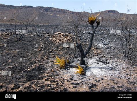 Aftermath Of Wild Fires That Devastated Ranch Land Near Marfa And Fort