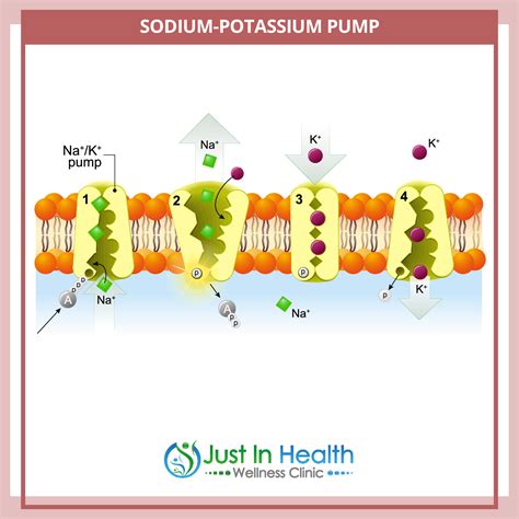 Symptoms And Dangers Of Low Potassium Austin Texas Functional