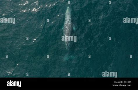 Blue Whale Aerial View Stock Videos And Footage Hd And 4k Video Clips