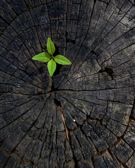 Plant Leaves Stump Free Photo On Pixabay