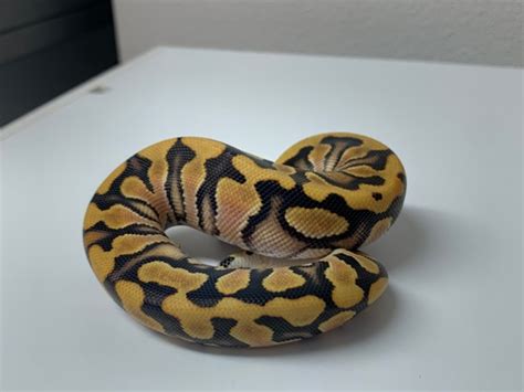 Hgw Od Yb Ball Python By Ballpythons9