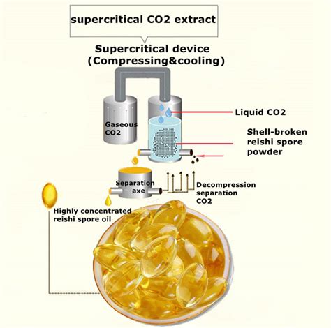 Supercritical Co2 Extraction Of Ganoderma Lucidum Spore Oil Tcm