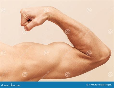 Strong Male Arm Shows Biceps Stock Image Image Of Fist Body 41784545