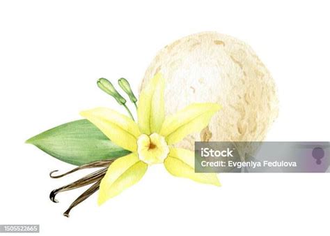 바닐라 꽃과 꼬투리가 있는 단일 바닐라 아이스크림 공 바닐라 디저트 수채화 손으로 그린 그림입니다 격리 메뉴 포장 디자인 광고 가지 식물 부위에 대한 스톡 벡터 아트 및