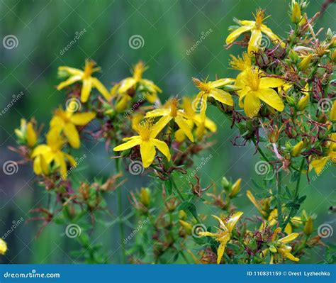 Medicinal Plant Hypericum Perforatum Stock Image Image Of Medical Green 110831159