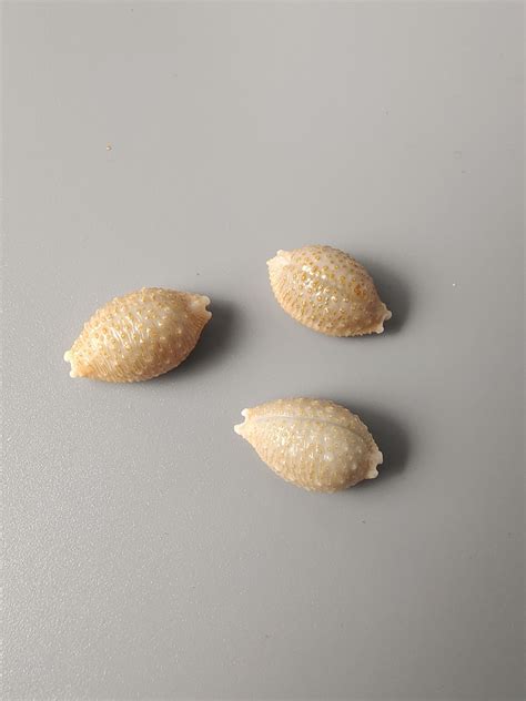 Badu Bg Колекция от екземпляри от раковина на морски заек от морска звезда Nucleolaria Nucleus