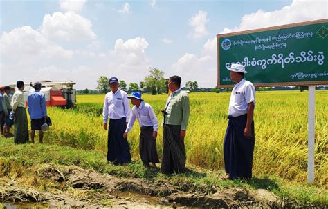 ပေါင်းတည်၌ နွေစပါးစံကွက်ရိတ်သိမ်းတစ်ဧက စပါးအစို ၁၇၅ တင်းကျော်ထွက်ရှိ