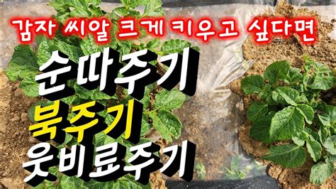감자크게키우는방법 ️ 감자순따주기 꼭 하세요 감자북주기 웃거름주기 감자순따는 방법과 시기 Youtube