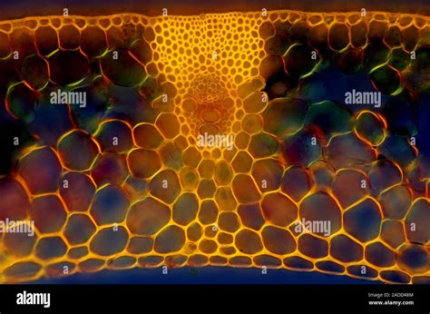 Grass Stalk And Vascular Bundle Polarized Light Micrograph Of A