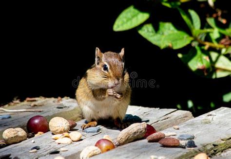 A Cute Eastern Chipmunk Stuffing Its Cheeks Stock Image Image Of