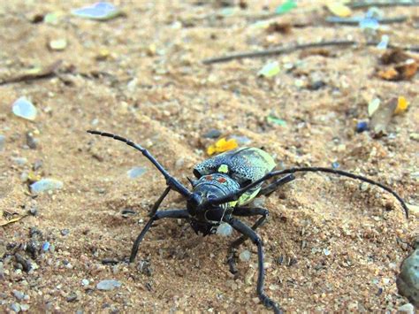 Deras Bio Diversity Mango Stem Borer