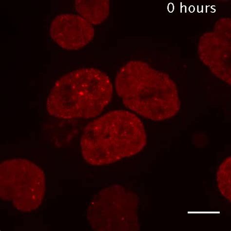 Figures And Data In Scc2 Nipbl Hops Between Chromosomal Cohesin Rings After Loading Elife