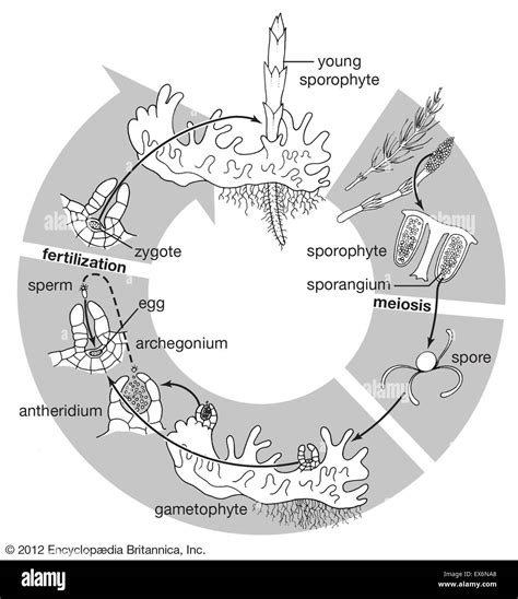 Fern Life Cycle Hi Res Stock Photography And Images Alamy