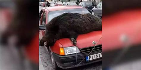 Vidéo Un énorme Sanglier Transporté Sur Le Capot Dune Voiture Dans