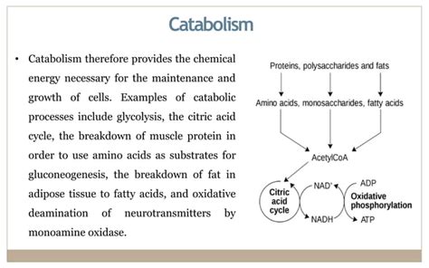 Microbialmmmmmmmmmmmmmetabolism 1pptx