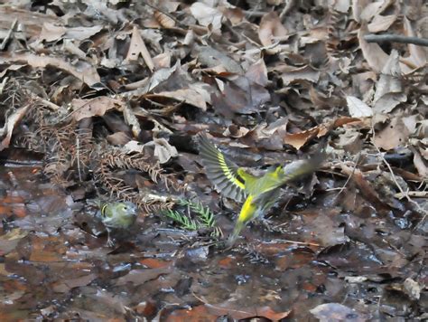 水飲みマヒワ 花めだかだって おばちゃんだもん