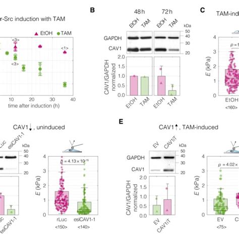 Carlo Vittorio Cannistracis Research Works Tsinghua University Beijing Th And Other Places