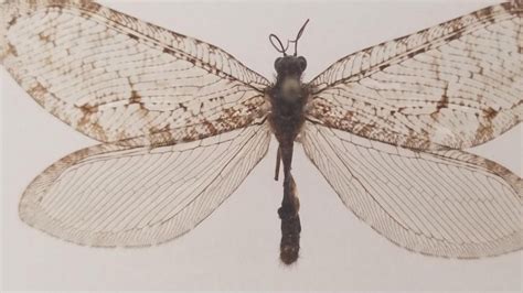 Giant Flying Bug Found At Walmart Store Is Really Super Rare Insect