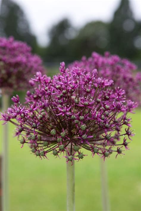 Allium Red Eye Allium Red Eye Bulbsrhs