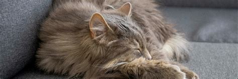 Greycat — A Temporal Graph Database Benchmark By Assaad Moawad Datathings Medium