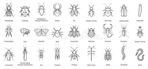 Firefly Outline Stock Illustrations 407 Firefly Outline Stock