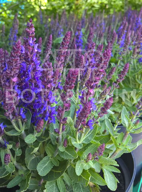 Шалфей дубравный 'Deep Blue Sea'