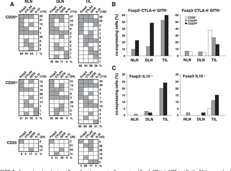Figure 2 From Regulatory T Cells Prevent Cd8 T Cell Maturation By Inhibiting Cd4 Th Cells At
