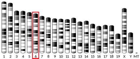 Eph Receptor A1 Wikipedia