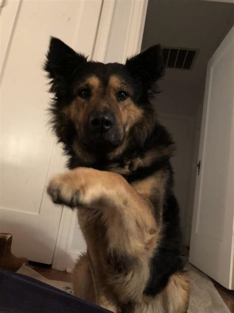 Chow German Shepherd Mix Black Chow German Shepherd Mix Black