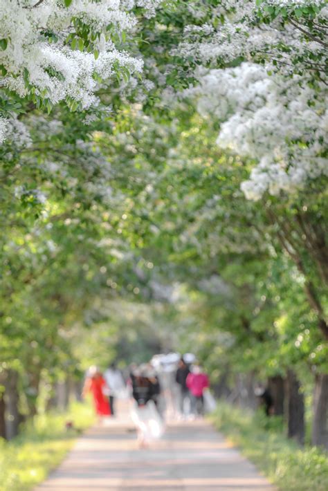 진욱 아주작은사진전시회 여름의채색 이팝꽃 피는 길 내마음에너를담아 개정판 출판기념 코로나가 주춤 하던 때 그해 가장 아름다웠던 이팝꽃 길을 걸었다 우리