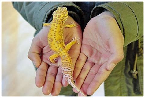 애완도마뱀 종류 레오파드 게코 도마뱀 키우기 먹이 수명 네이버 블로그