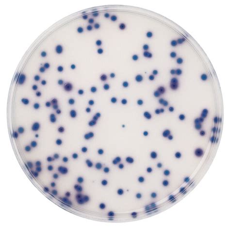 Coliform Agar 110426