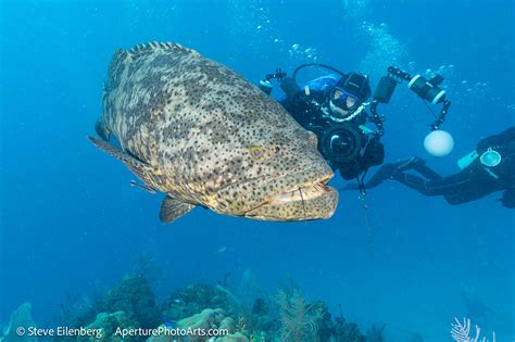 David And The Goliath Grouper Aperture Photo Arts