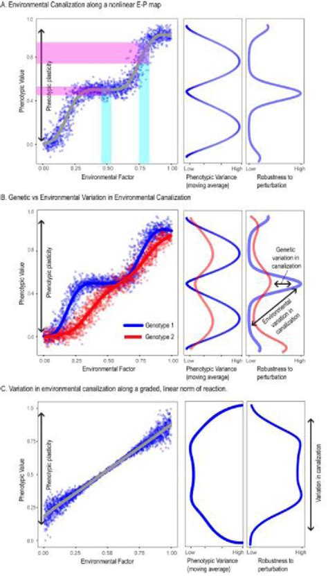 Figure 1 From The Developmental Genetics Of Canalization Semantic