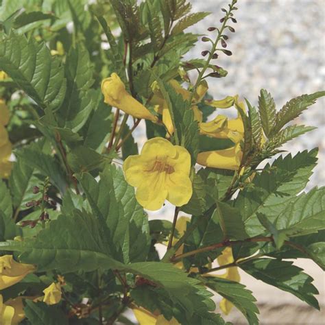 Esperanza Yellow Bells Yellow Elder Tecoma Stans Mygardenlife