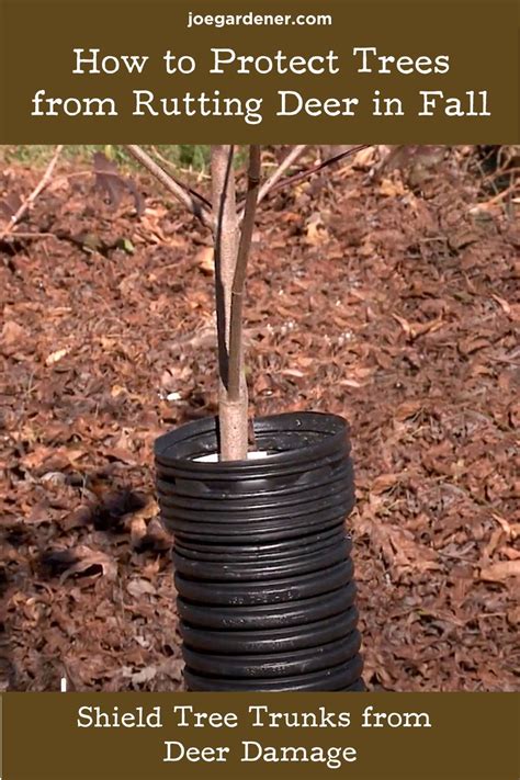 How To Protect Tree Trunks From Deer At Charlotte Hillman Blog