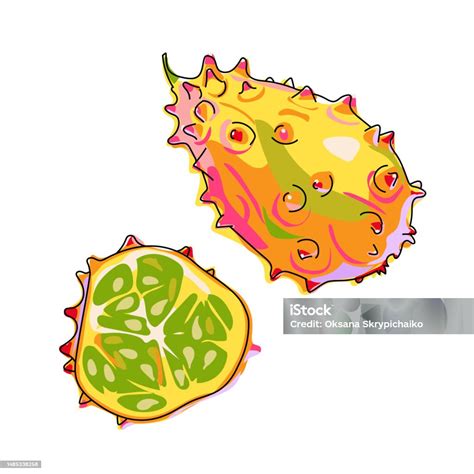 키와노 열매는 통째로 잘라내고 흰 바탕에 분리되어 있다 Cucumis Metuliferus 뿔이있는 멜론 또는 Cucumbe 손으로 그린 윤곽선 스케치 만화 스타일의